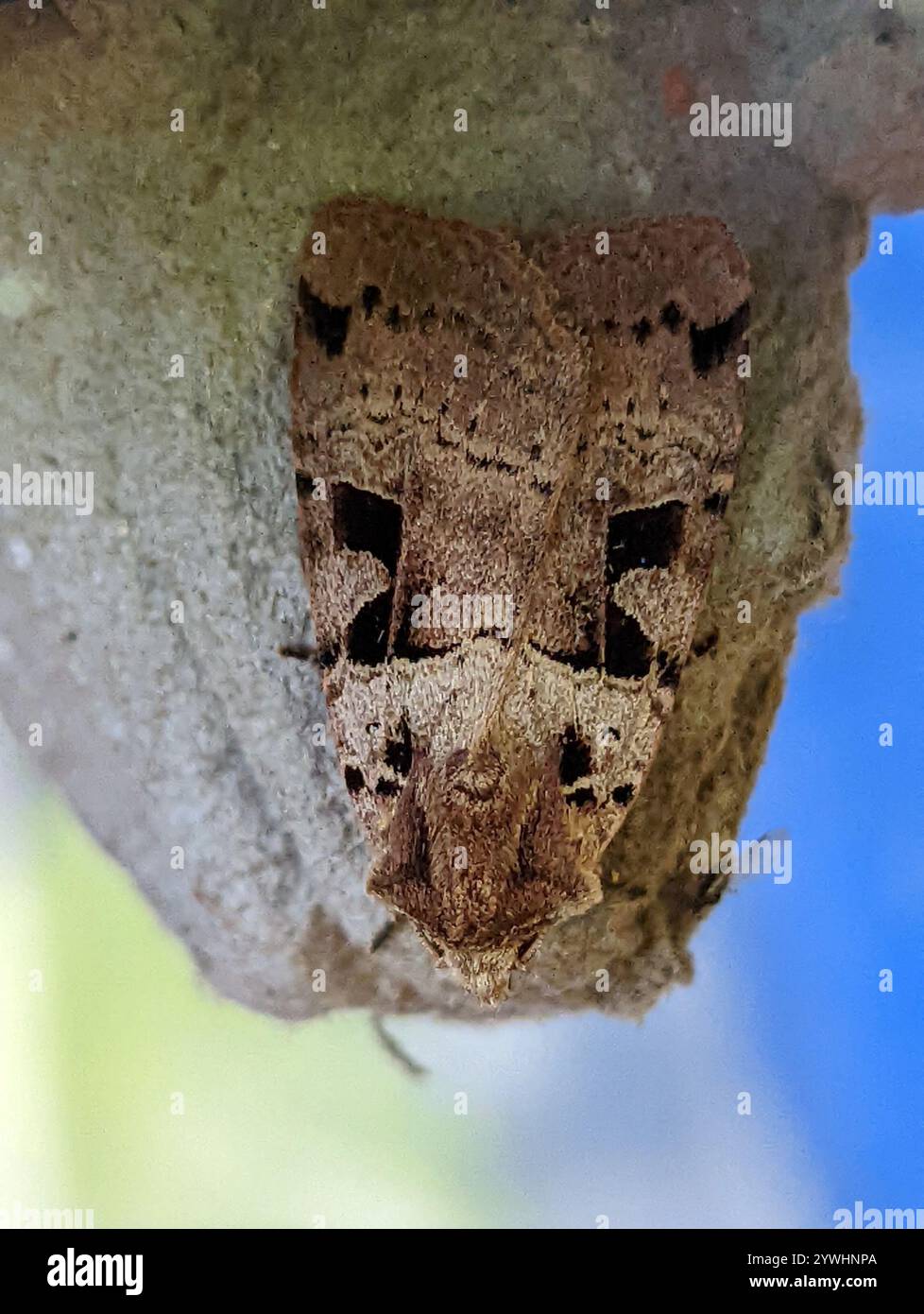 Double Square-spot (Xestia triangulum Stock Photo - Alamy