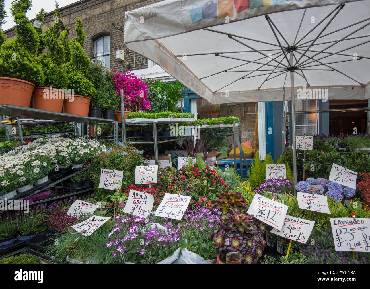 Colorful flower market stall displays a variety of plants with price ...