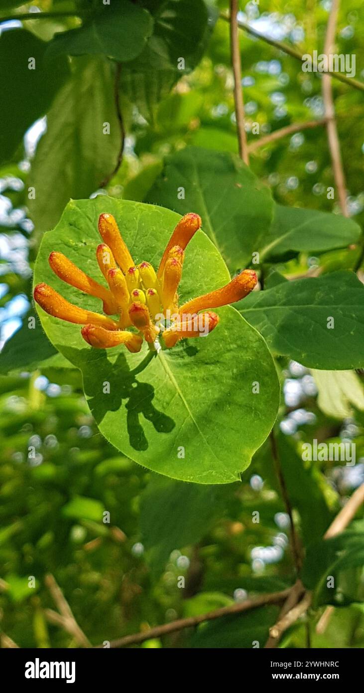 orange honeysuckle (Lonicera ciliosa Stock Photo - Alamy