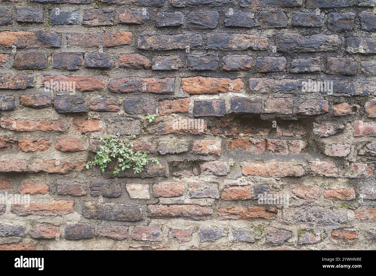 Old Roman city wall in Cologne, close-up, Cologne, Germany, Europe ...
