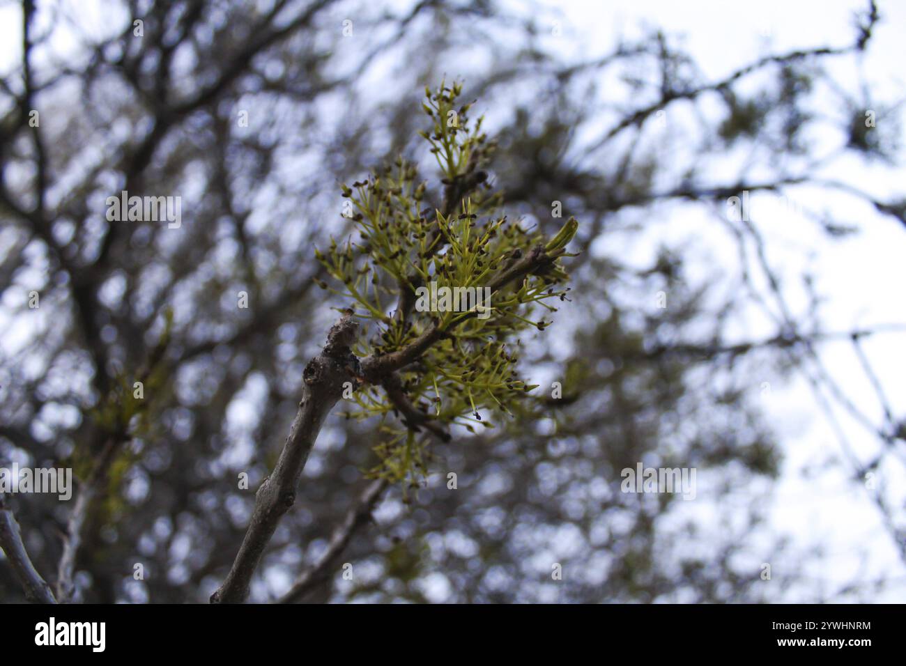 Order of the phanerogams (flowering plants), a basal group of the ...