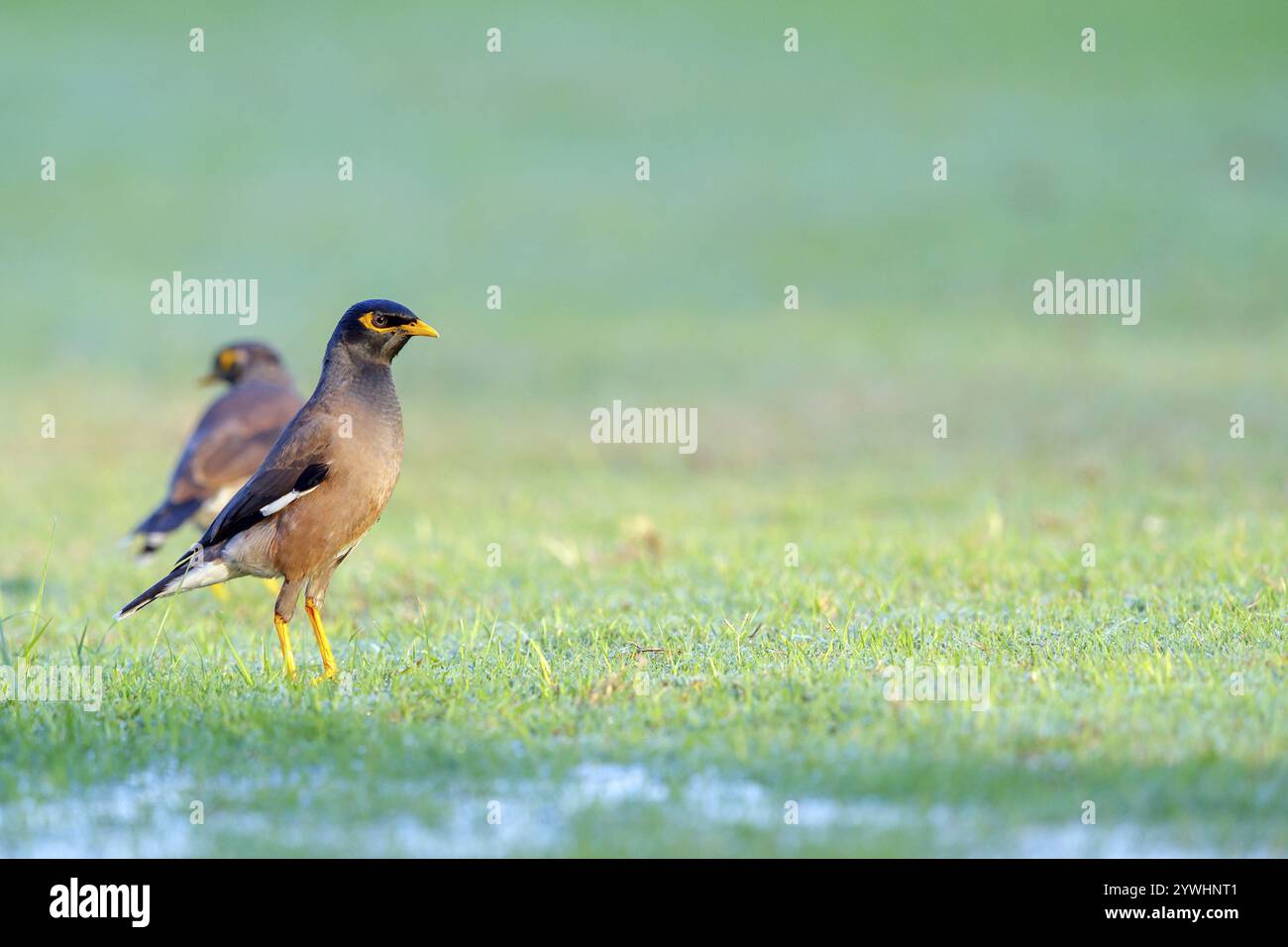 Al qurm park hi-res stock photography and images - Alamy