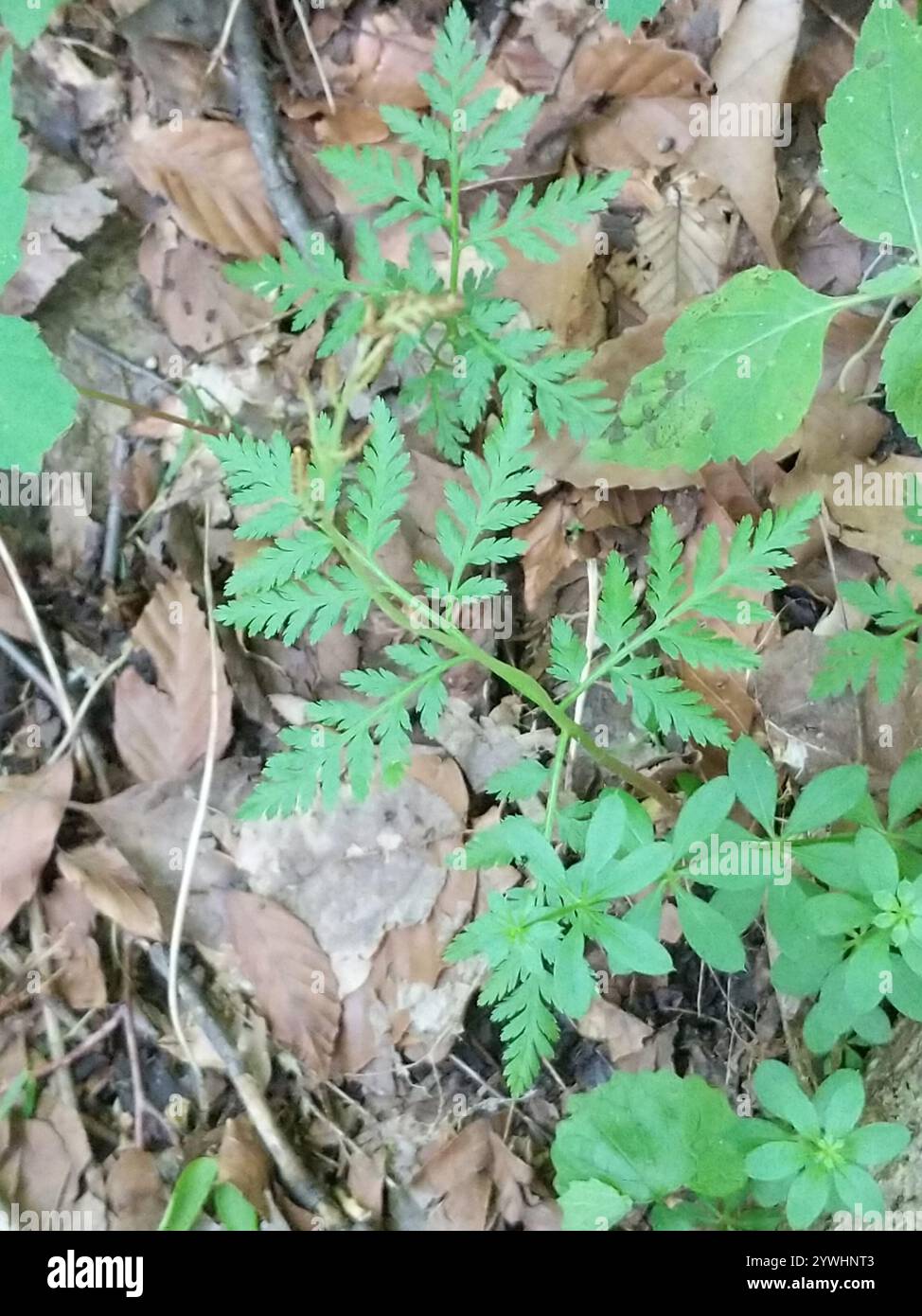 rattlesnake fern (Botrypus virginianus Stock Photo - Alamy