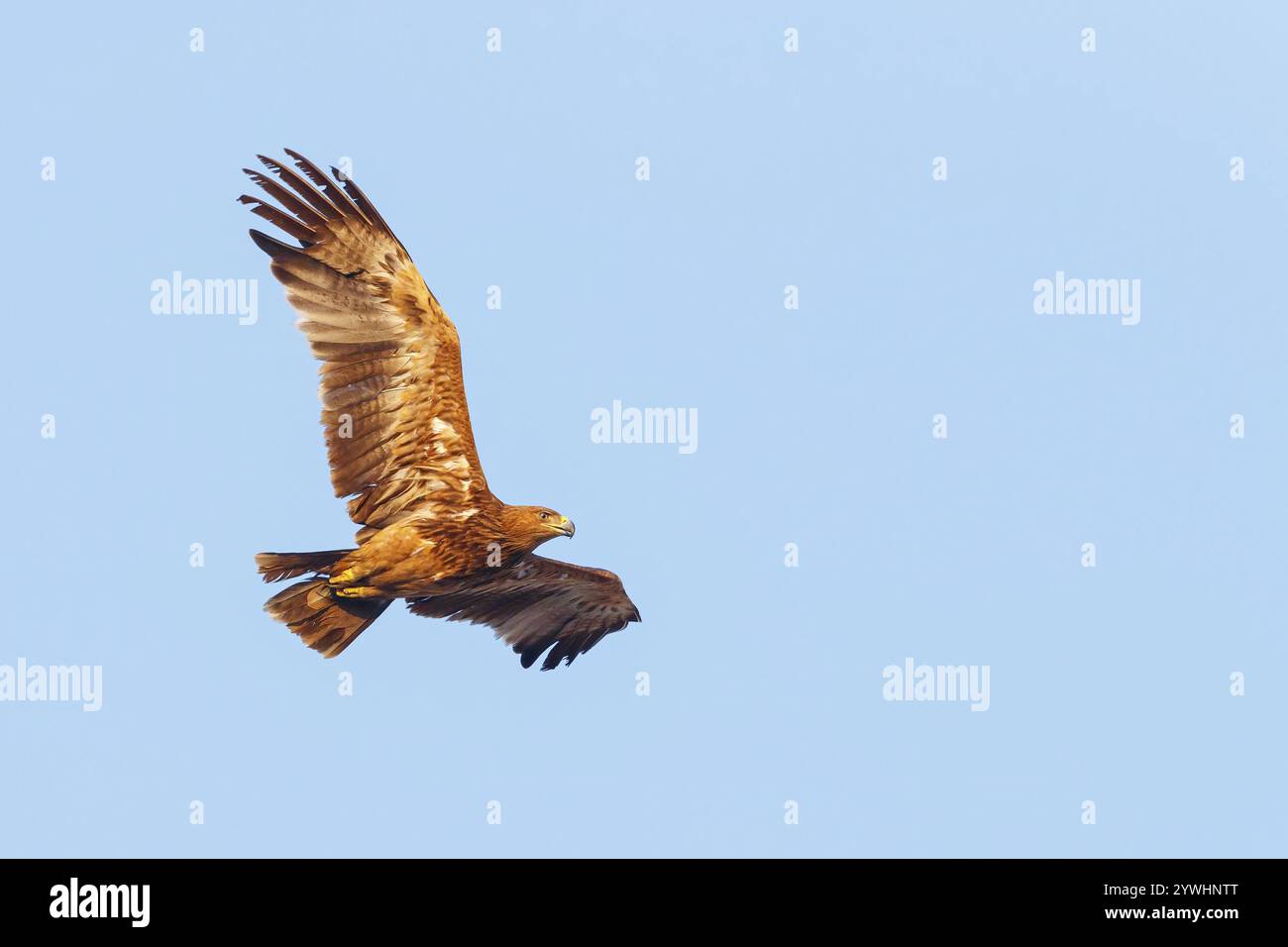 Arab eagle hi-res stock photography and images - Alamy