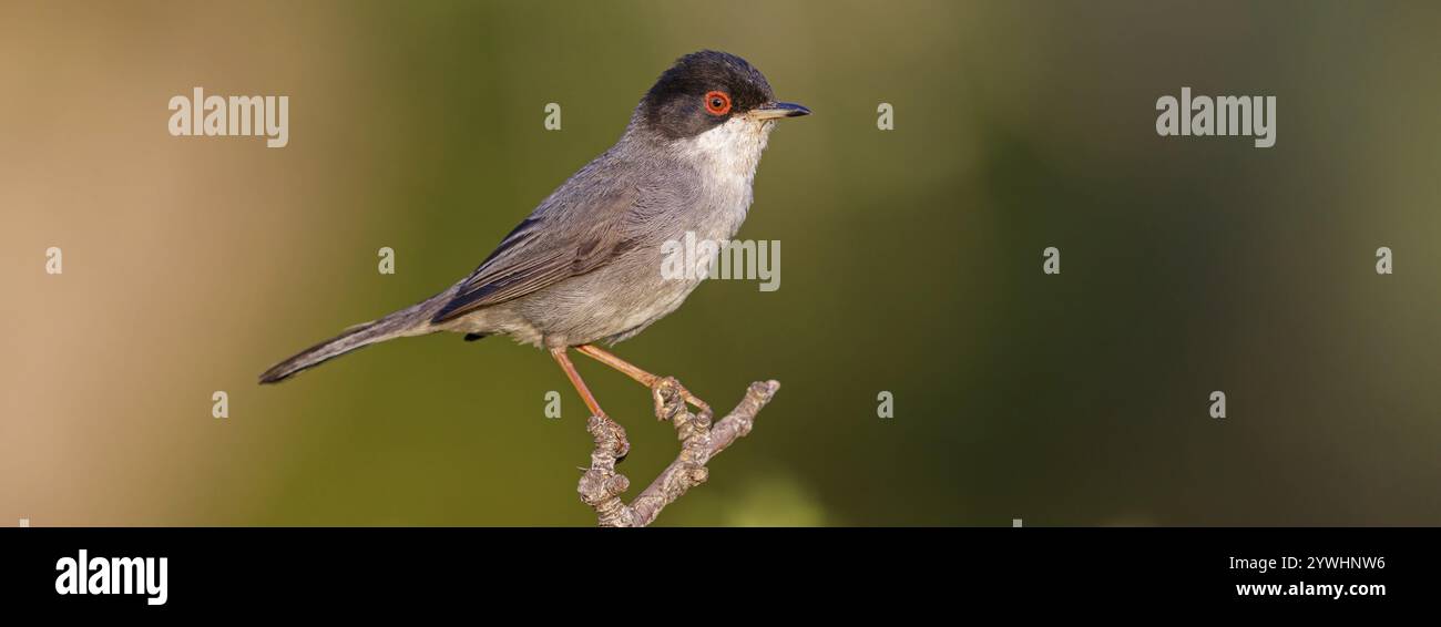 Velvet-headed warbler, (Sylvia melanocephala), warbler family, biotope ...