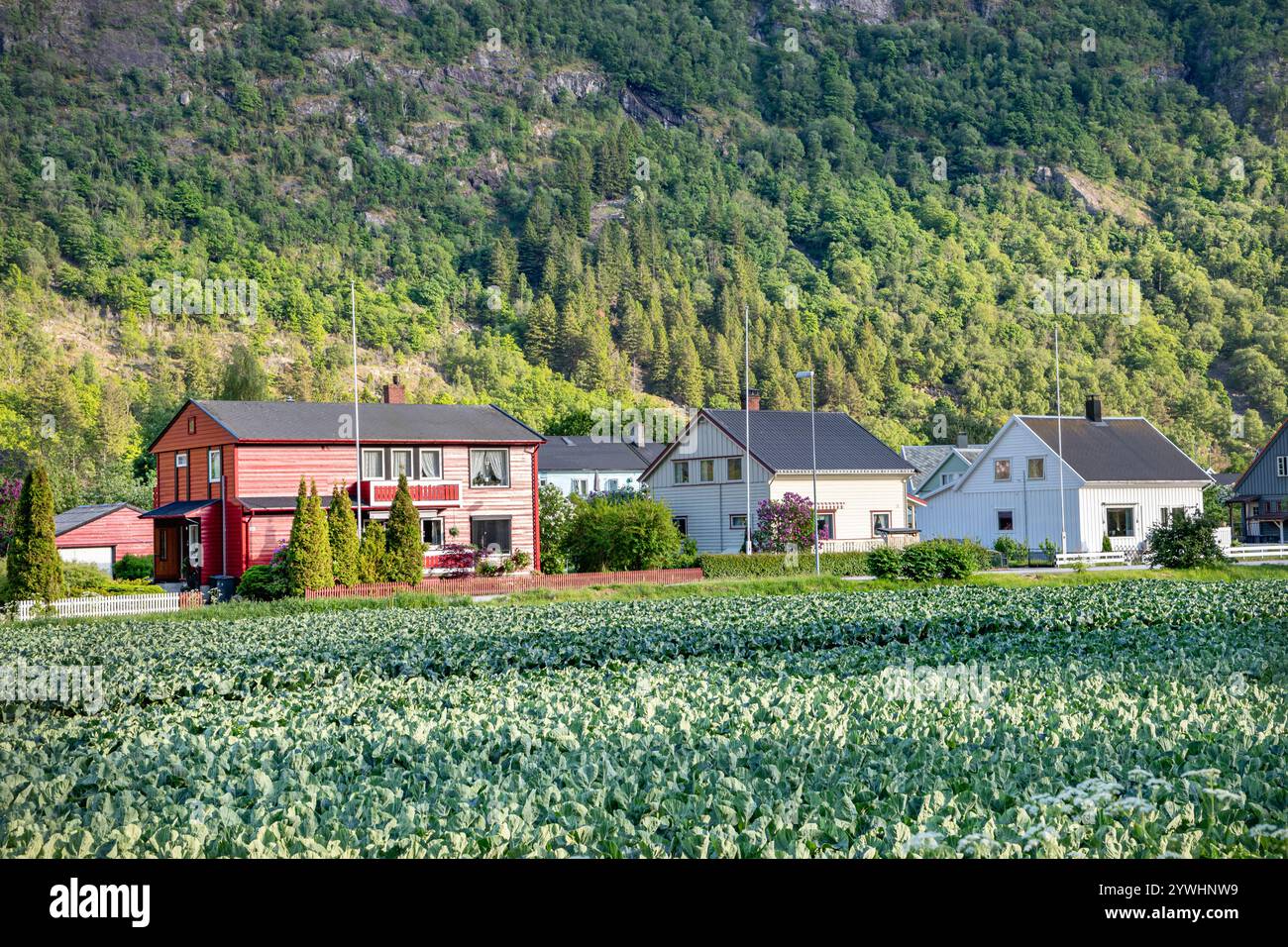 The beautiful Norwegian nature of the fjords Stock Photo - Alamy