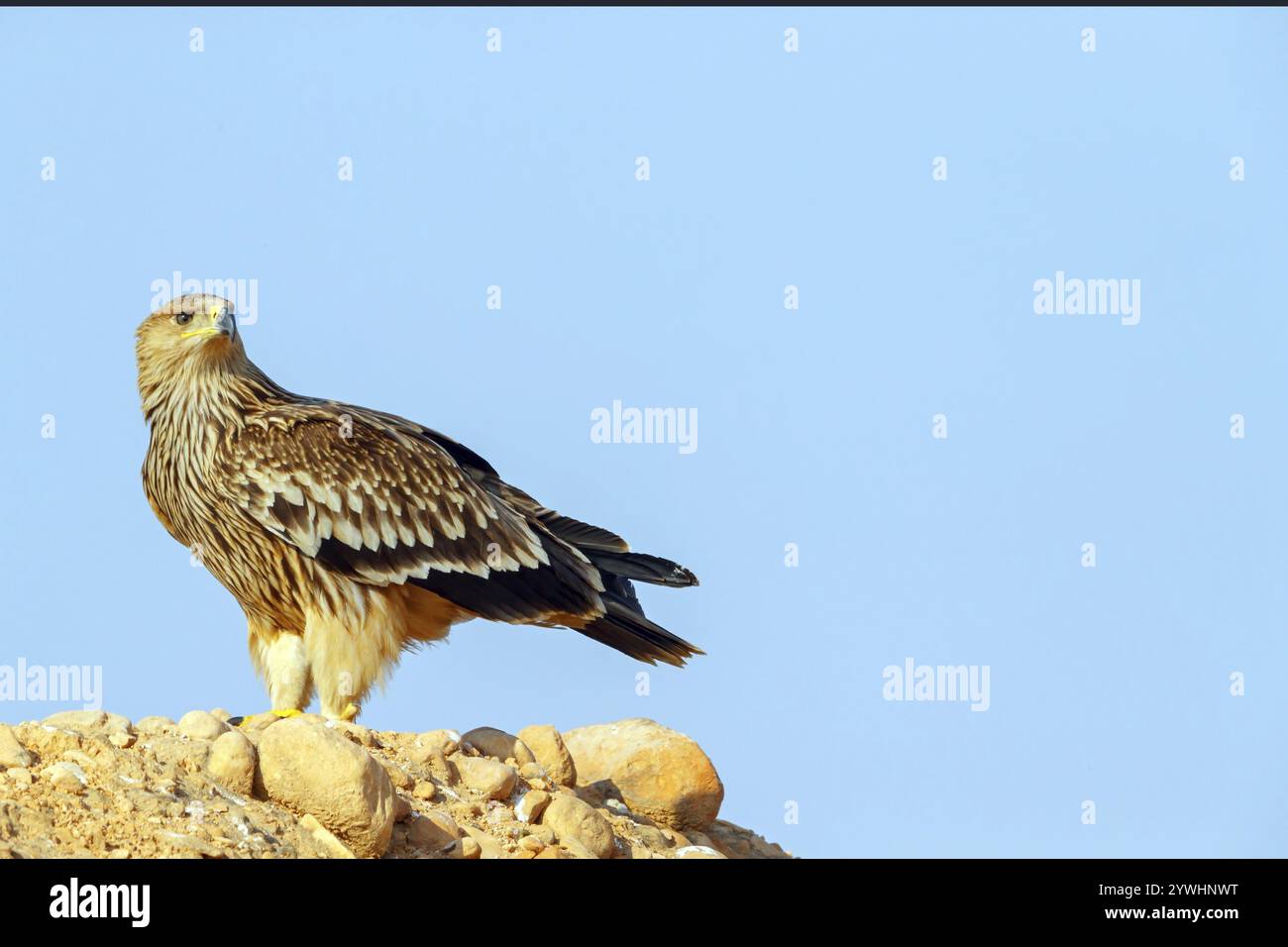 Imperial Eagle, (Aquila heliac), animals, birds, eagles, birds of prey, biotope, habitat ...