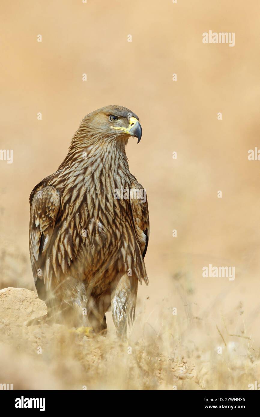 Imperial eagle, (Aquila heliac), animals, birds, eagles, birds of prey ...