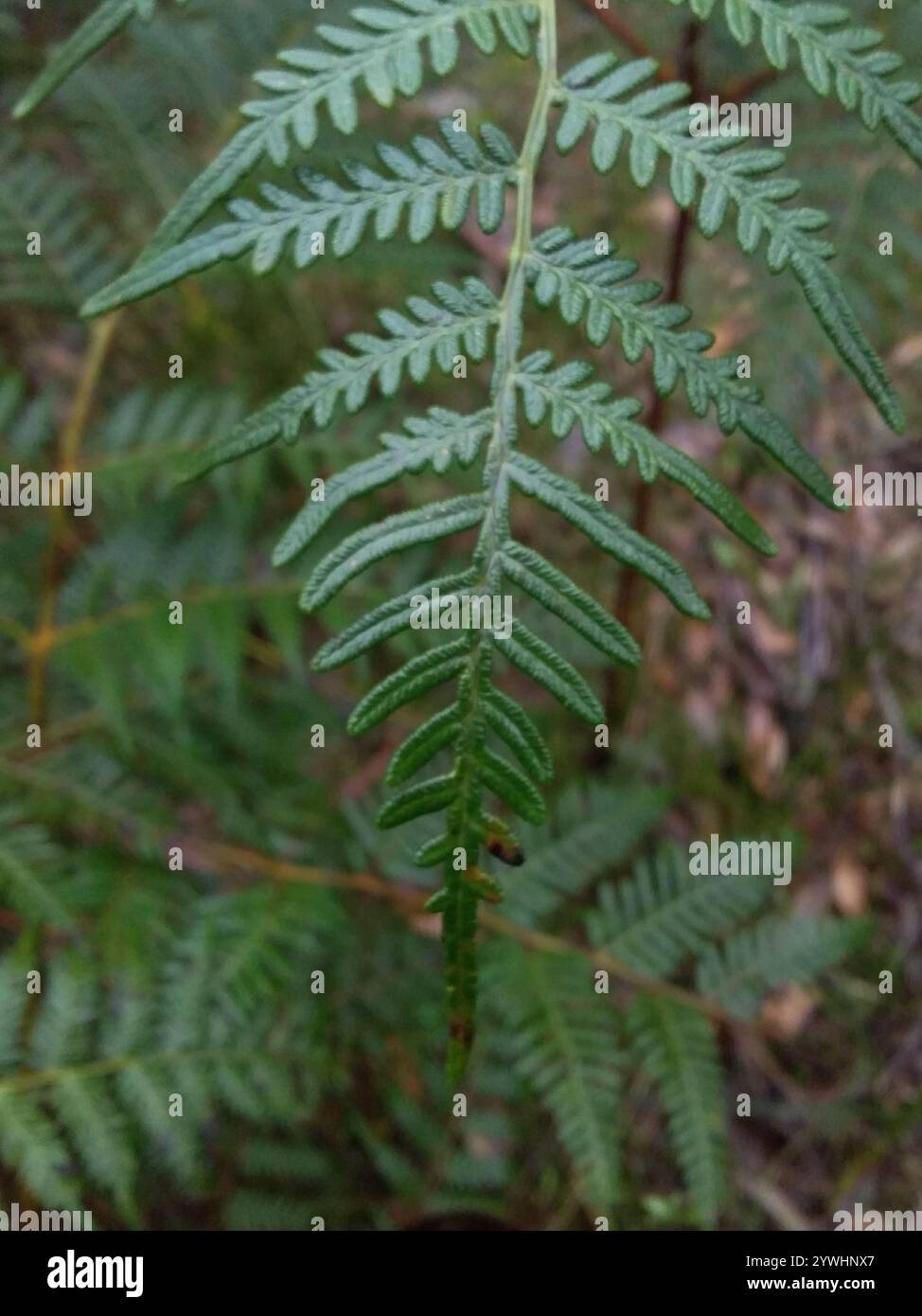 Austral Bracken (Pteridium esculentum Stock Photo - Alamy