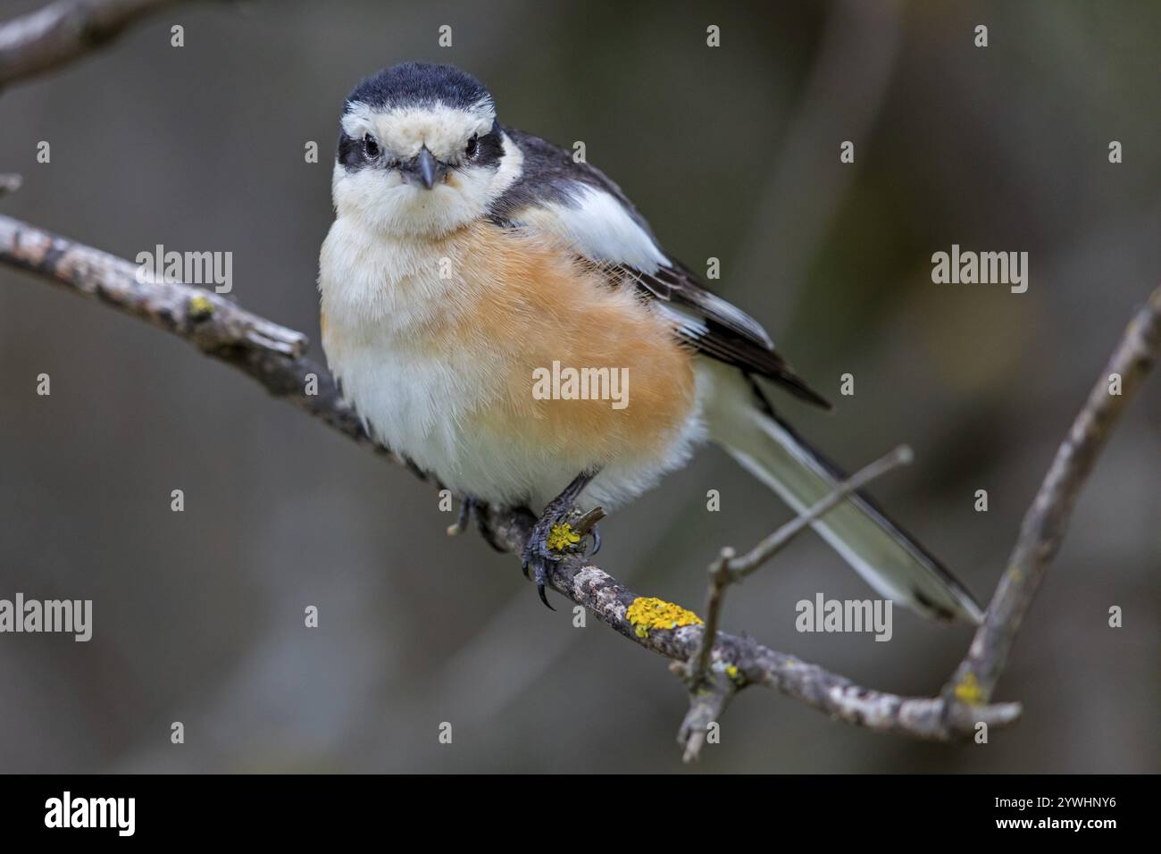 Masked shrike, (Lanius nubicu), animals, birds, family of shrikes ...