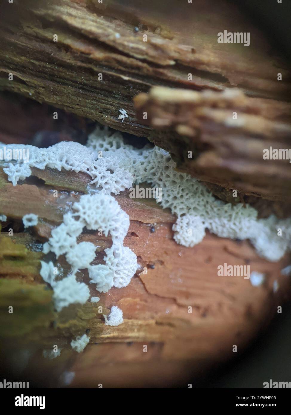 Honeycomb Coral Slime Mold (Ceratiomyxa porioides Stock Photo - Alamy