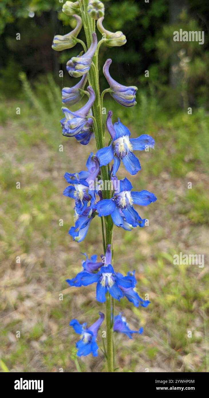 Wild Blue Larkspur (Delphinium carolinianum Stock Photo - Alamy