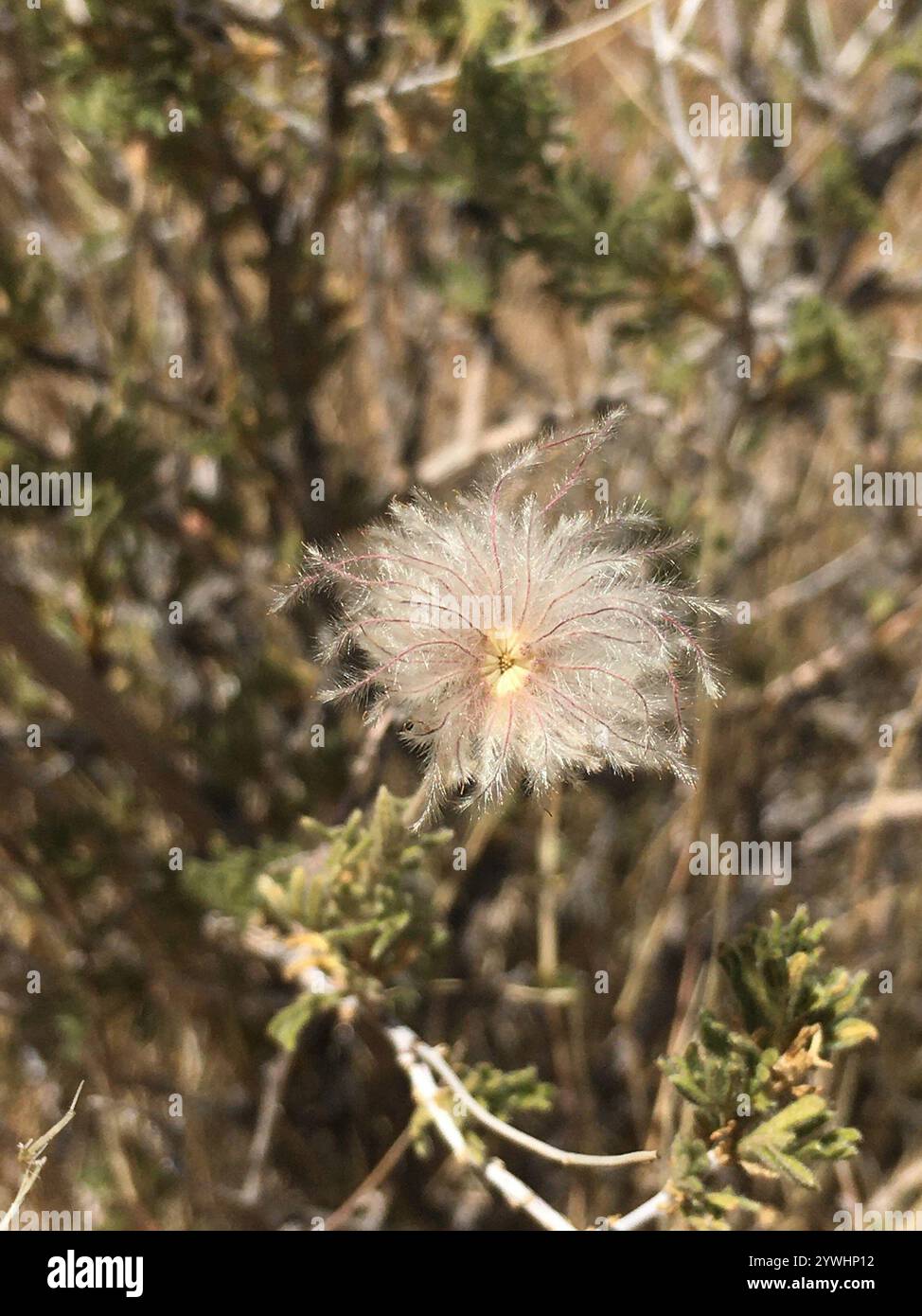 Apache plume (Fallugia paradoxa Stock Photo - Alamy