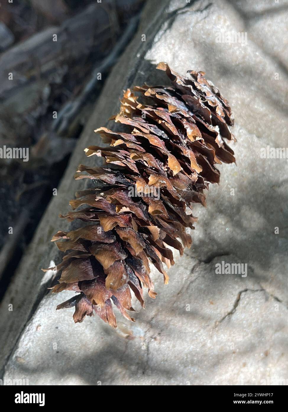 Engelmann spruce (Picea engelmannii Stock Photo - Alamy