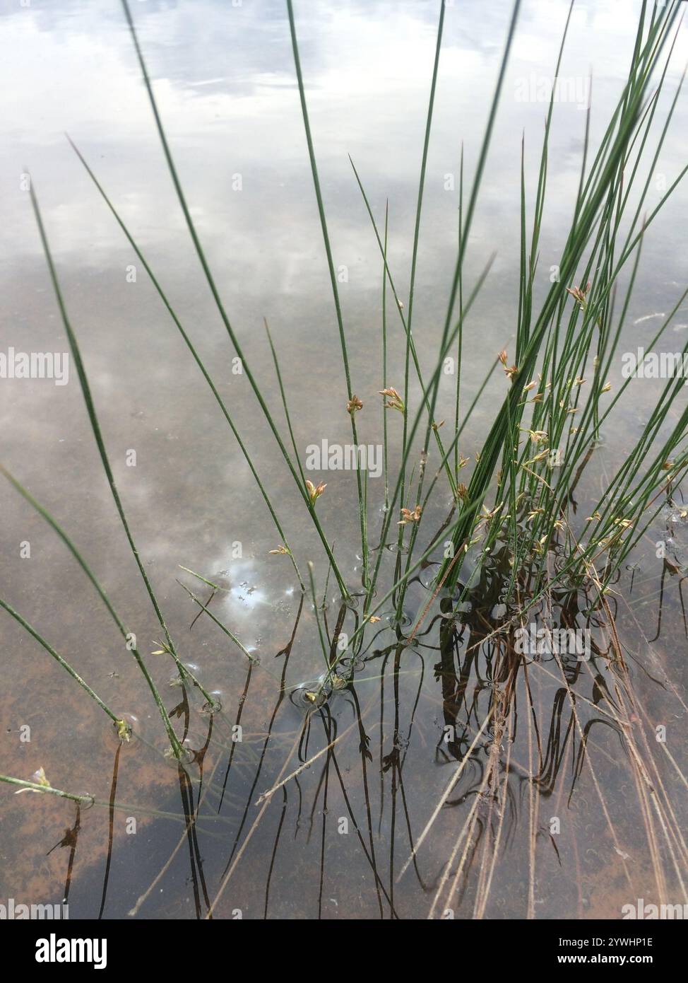 common spikerush (Eleocharis palustris Stock Photo - Alamy