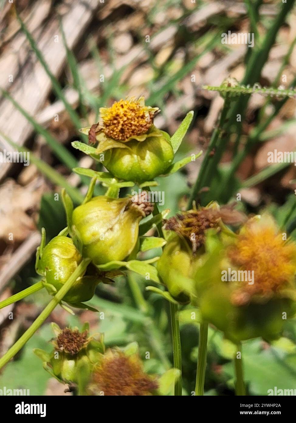 Lance-leaved Coreopsis (Coreopsis lanceolata Stock Photo - Alamy