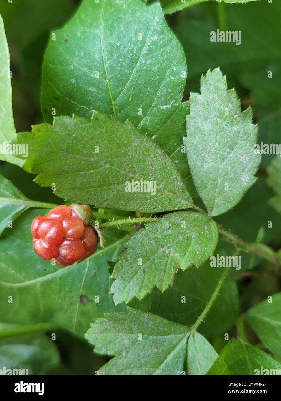 Common Dewberry (Rubus flagellaris Stock Photo - Alamy