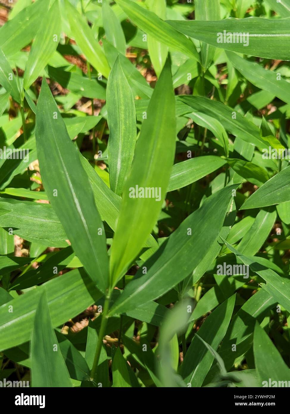 Japanese stiltgrass (Microstegium vimineum Stock Photo - Alamy