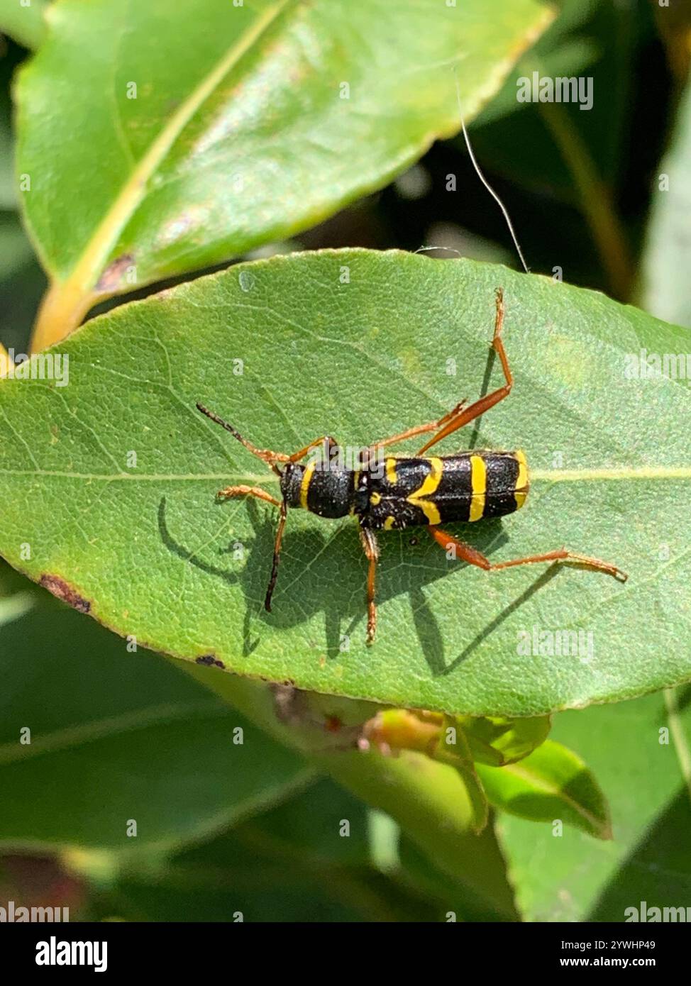 Wasp Beetle (Clytus arietis Stock Photo - Alamy