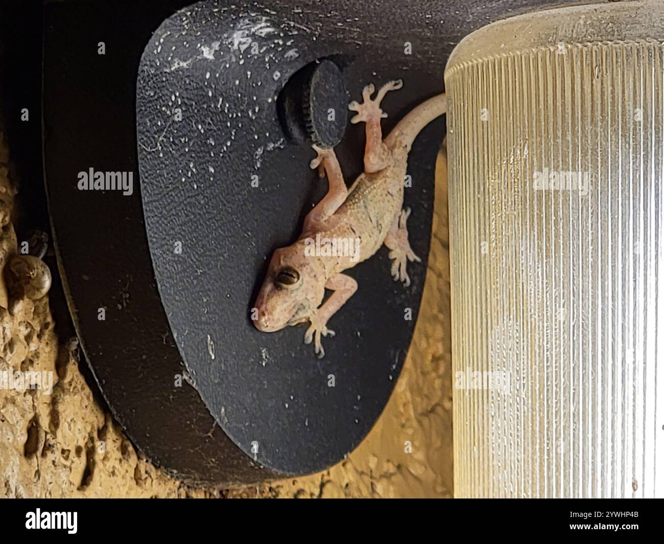 Tropical House Gecko (Hemidactylus mabouia Stock Photo - Alamy