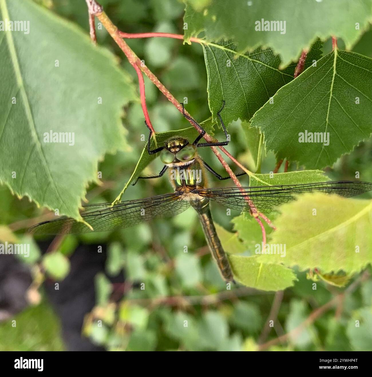 Downy Emerald (Cordulia aenea Stock Photo - Alamy