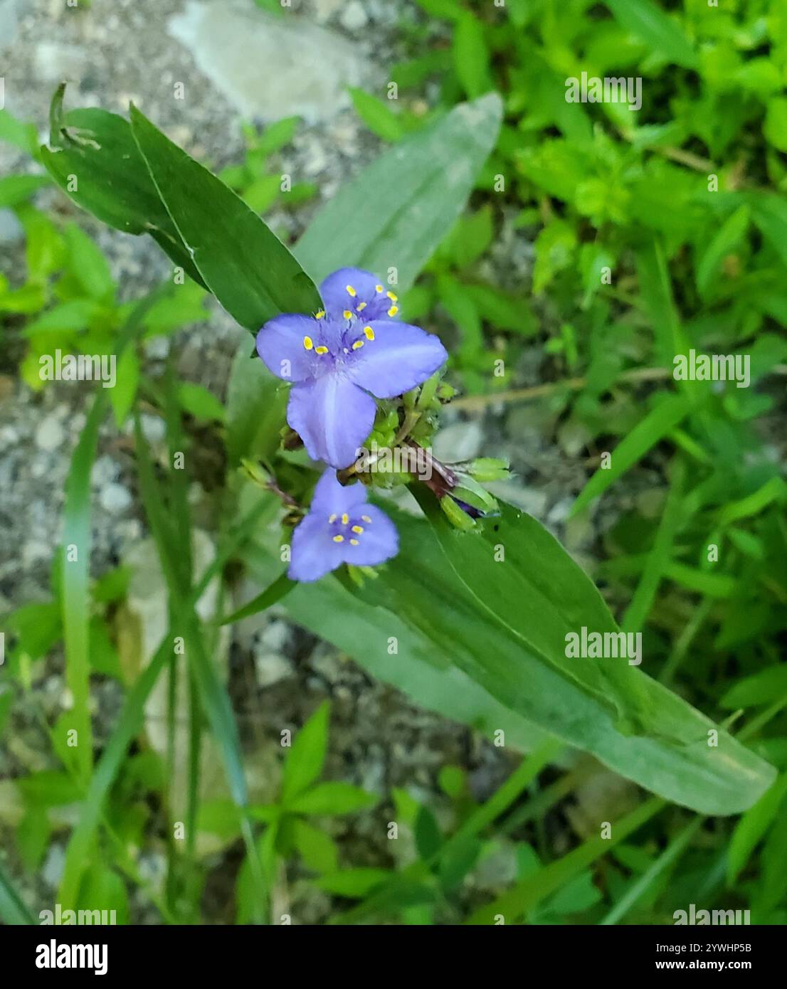 Zigzag Spiderwort (Tradescantia subaspera Stock Photo - Alamy