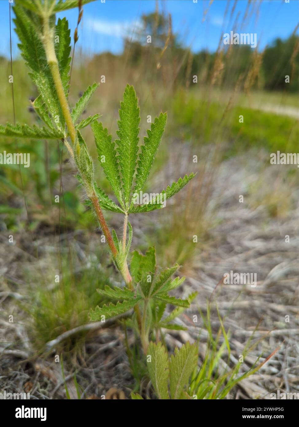sulphur cinquefoil (Potentilla recta Stock Photo - Alamy