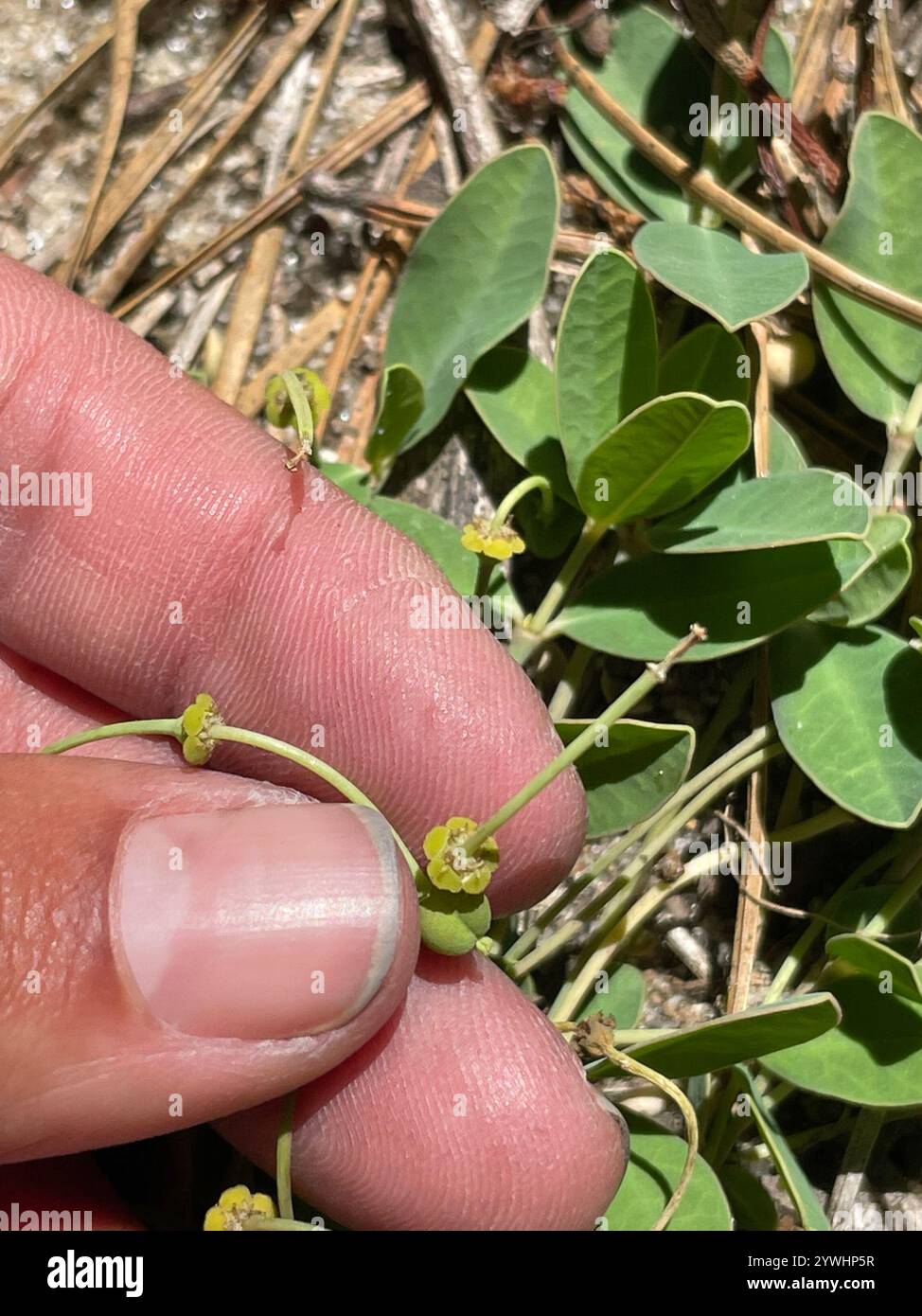 Ipecac hi-res stock photography and images - Alamy