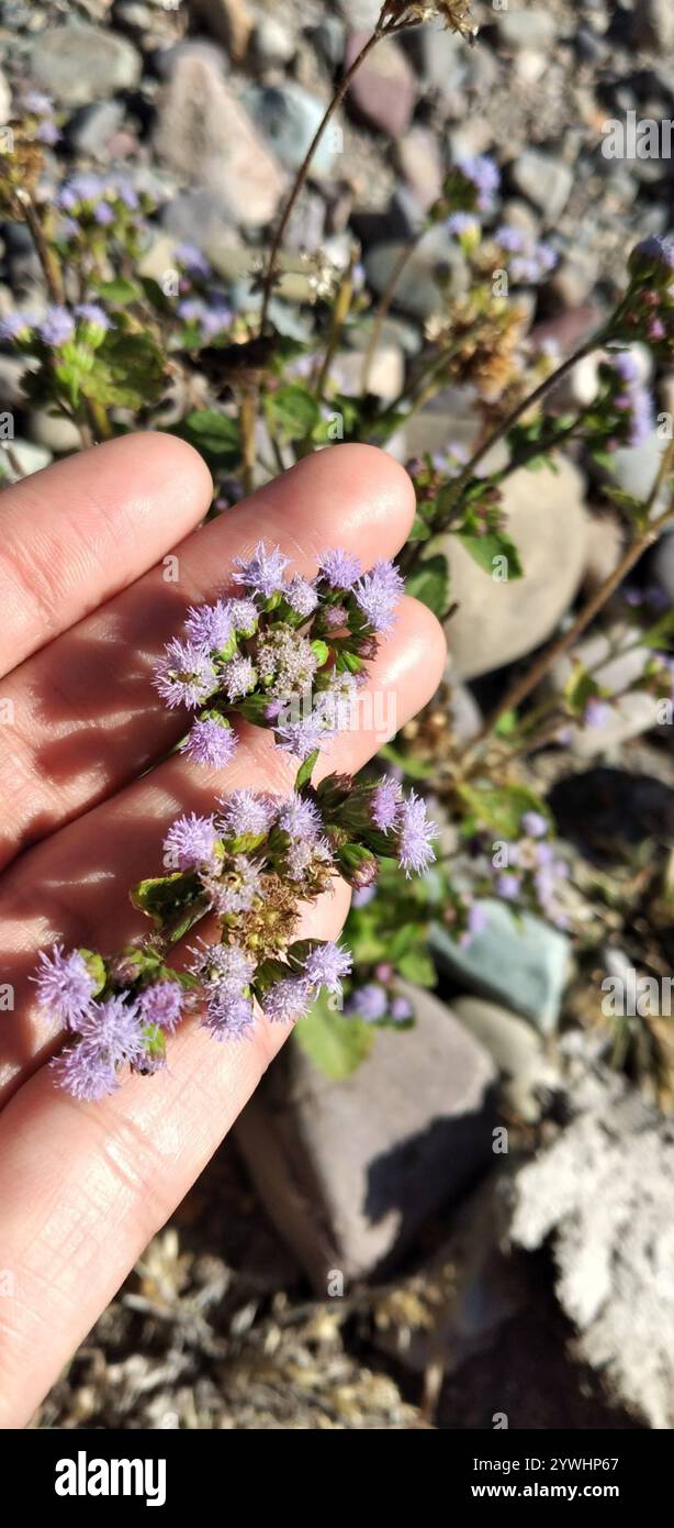 billygoat weed (Ageratum conyzoides Stock Photo - Alamy