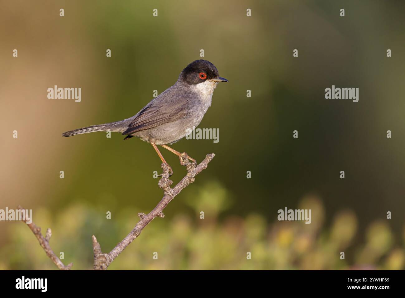 Velvet-headed warbler, (Sylvia melanocephala), warbler family, biotope ...