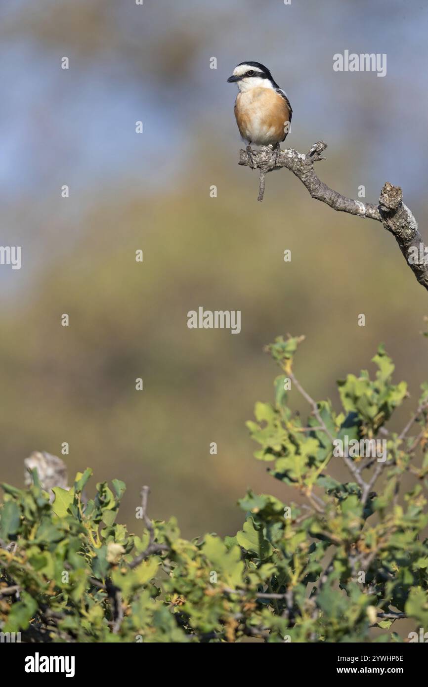 Masked shrike, (Lanius nubicu), animals, birds, family of shrikes ...