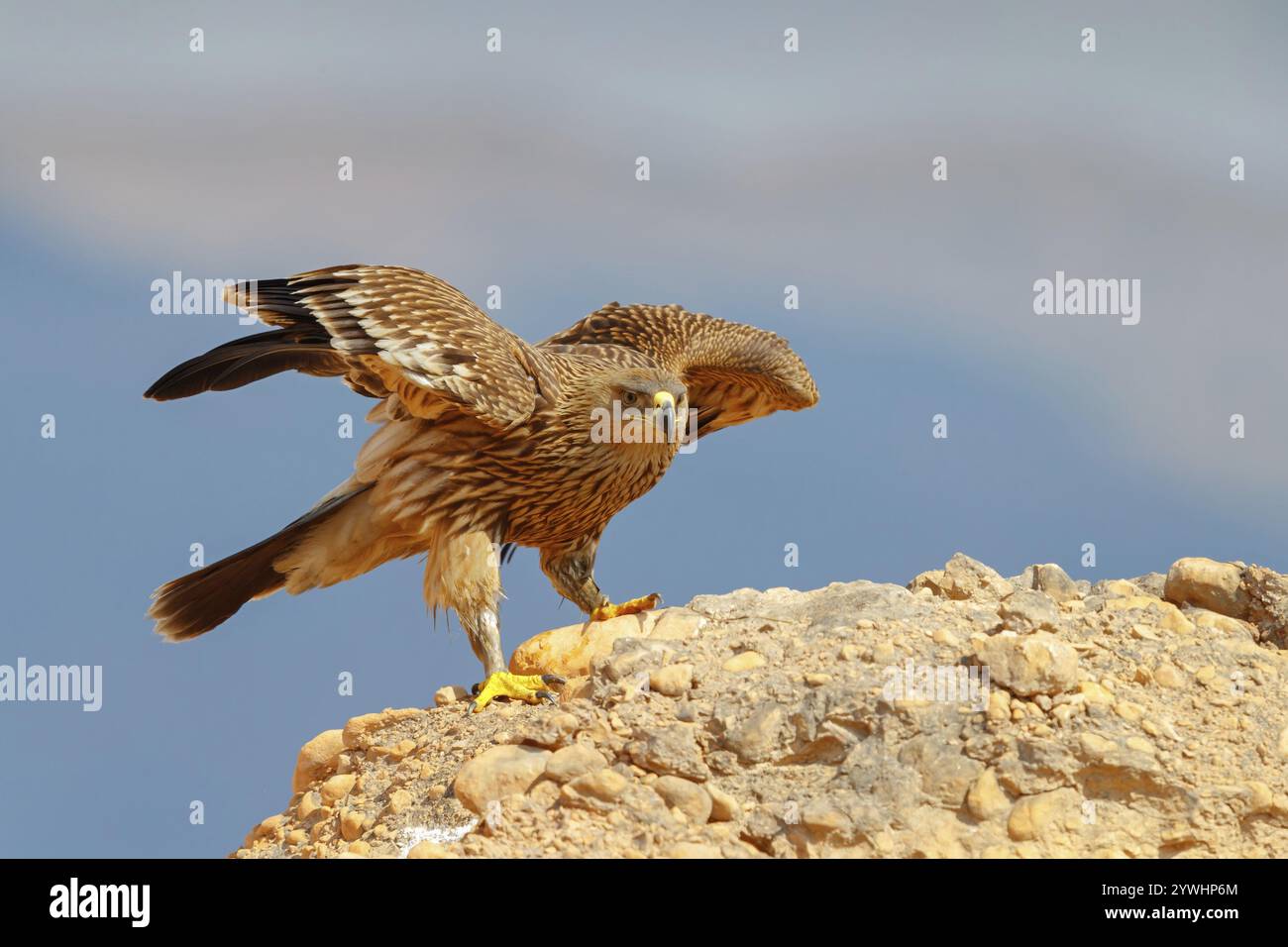 Imperial Eagle, (Aquila heliac), animals, birds, eagles, birds of prey ...