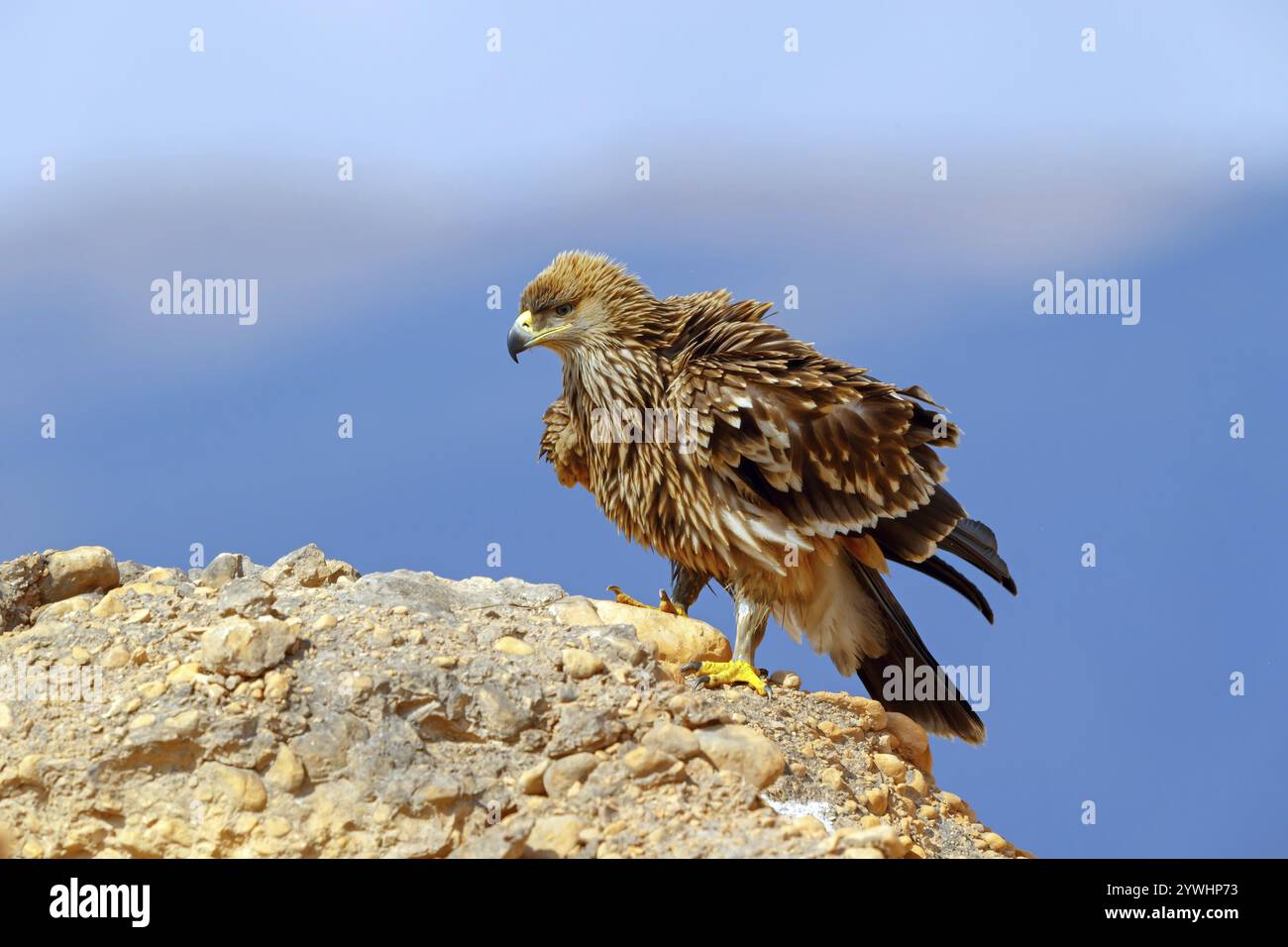 Imperial Eagle, (Aquila heliac), animals, birds, eagles, birds of prey ...