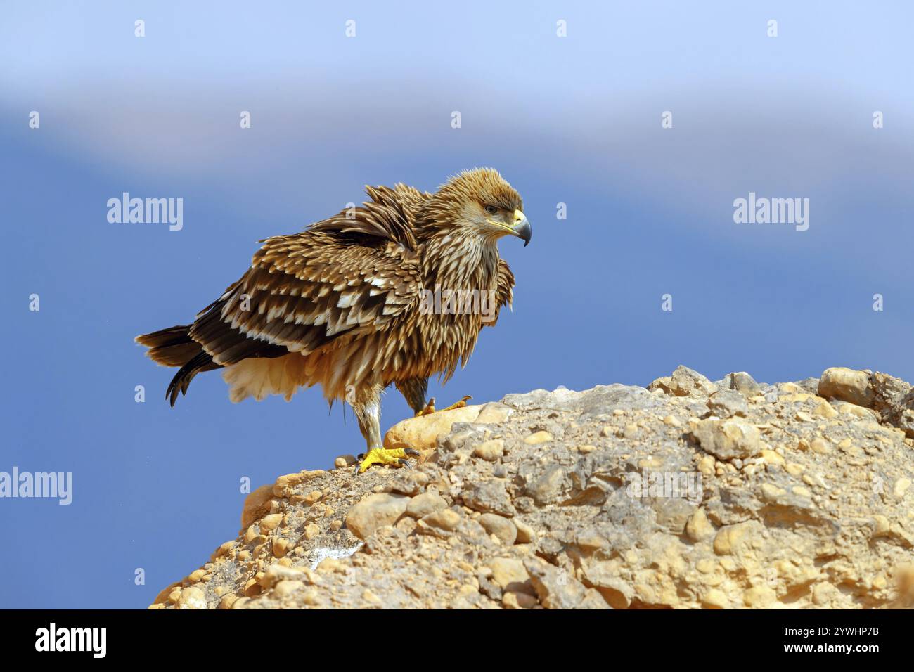Imperial Eagle, (Aquila heliac), animals, birds, eagles, birds of prey, biotope, habitat ...