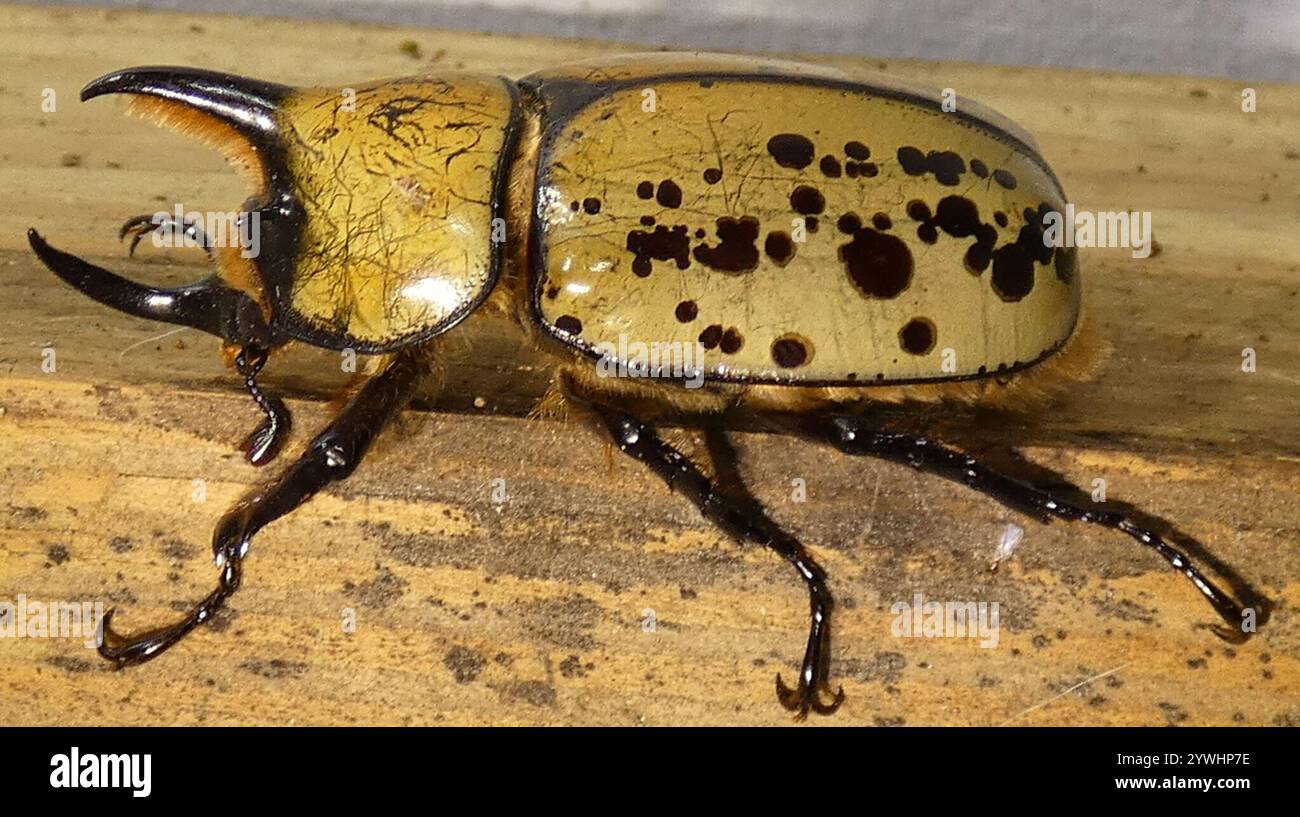 Eastern Hercules Beetle (Dynastes tityus Stock Photo - Alamy
