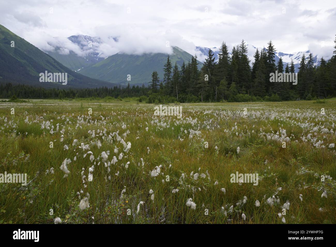 A wide field of white cotton grass against a background of mountains ...
