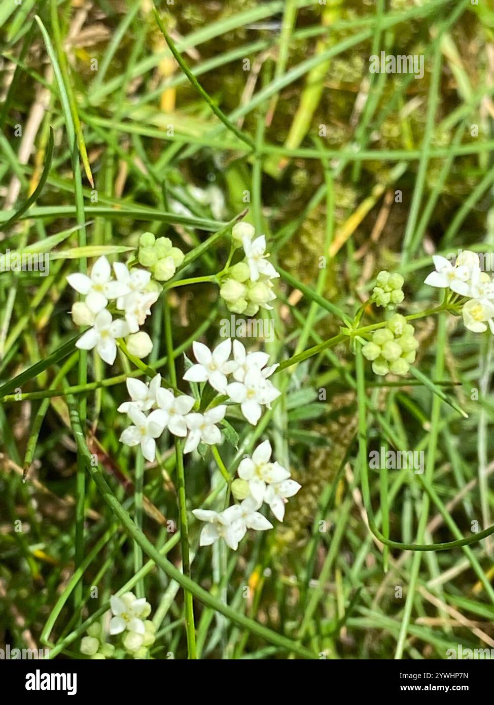 Heath Bedstraw (Galium saxatile Stock Photo - Alamy