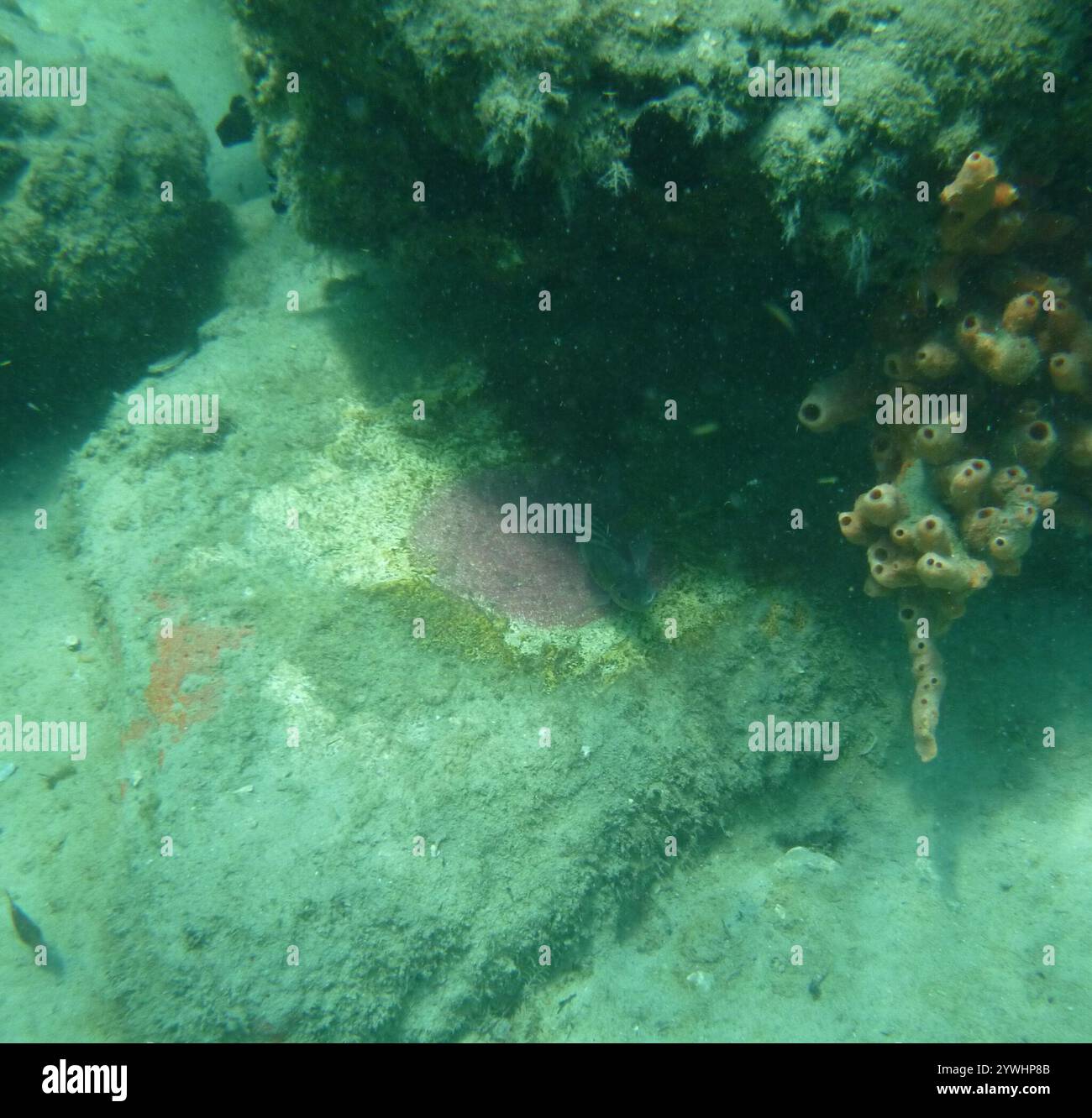 Atlantic Sergeant Major (Abudefduf saxatilis Stock Photo - Alamy