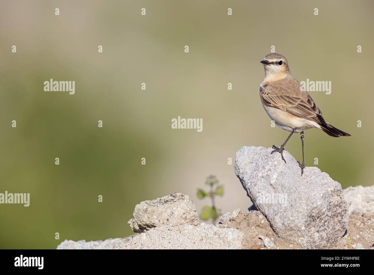 Isabelline Wheatear, (Oenanthe isabellina), biotope, habitat, foraging ...