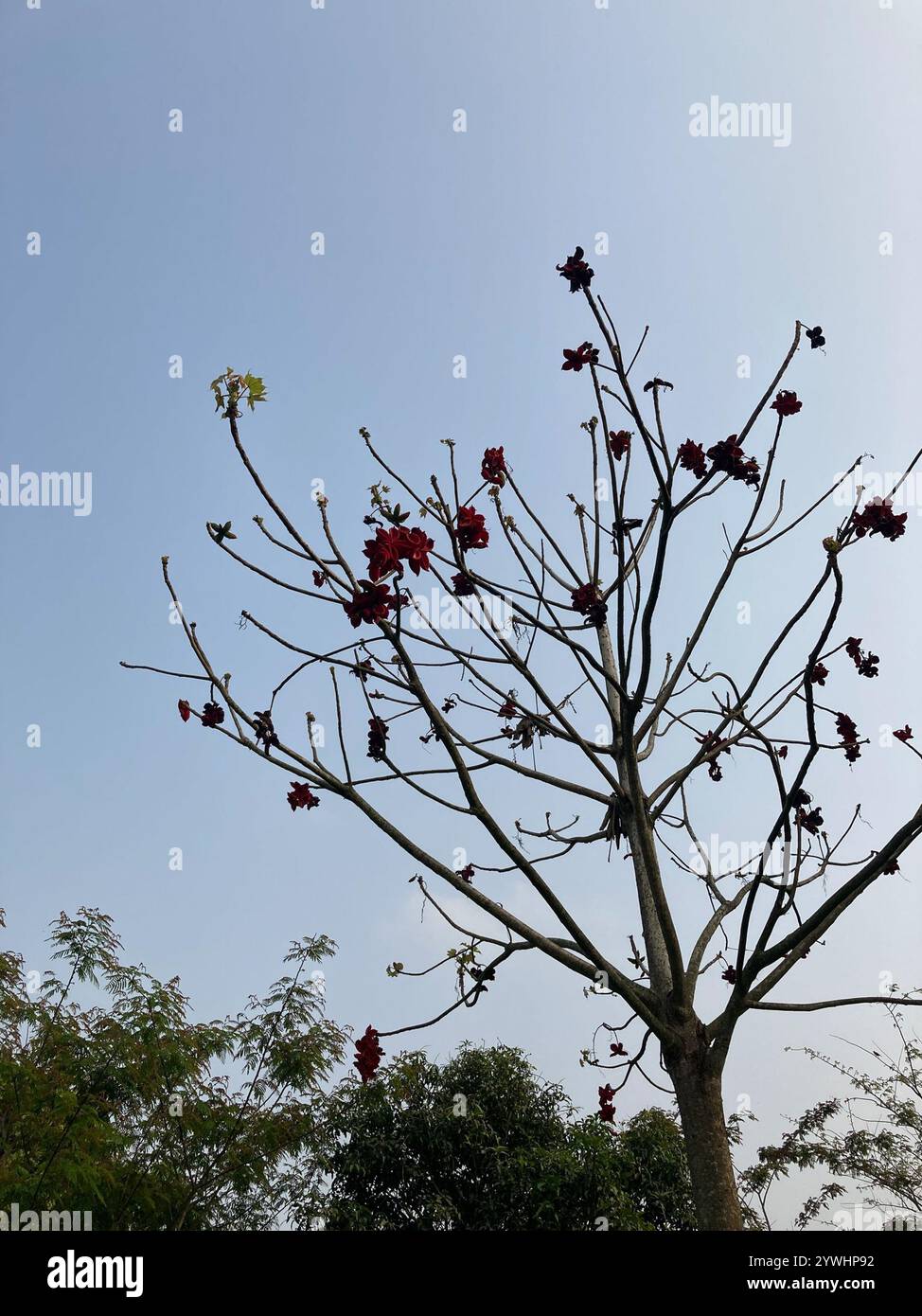 elephant rope tree (Sterculia villosa Stock Photo - Alamy
