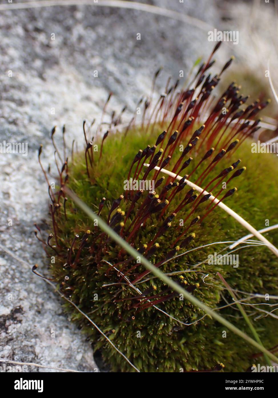 Slender Cruet-moss (Tetraplodon mnioides Stock Photo - Alamy