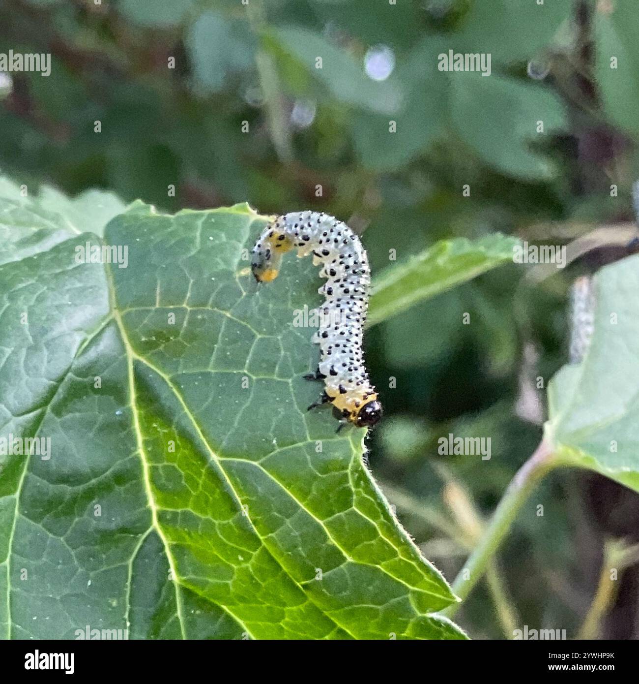 Imported currantworm hi-res stock photography and images - Alamy