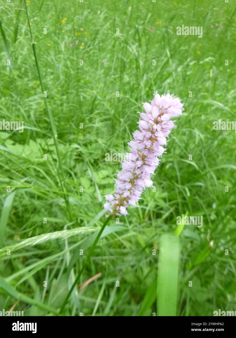 common bistort (Bistorta officinalis Stock Photo - Alamy