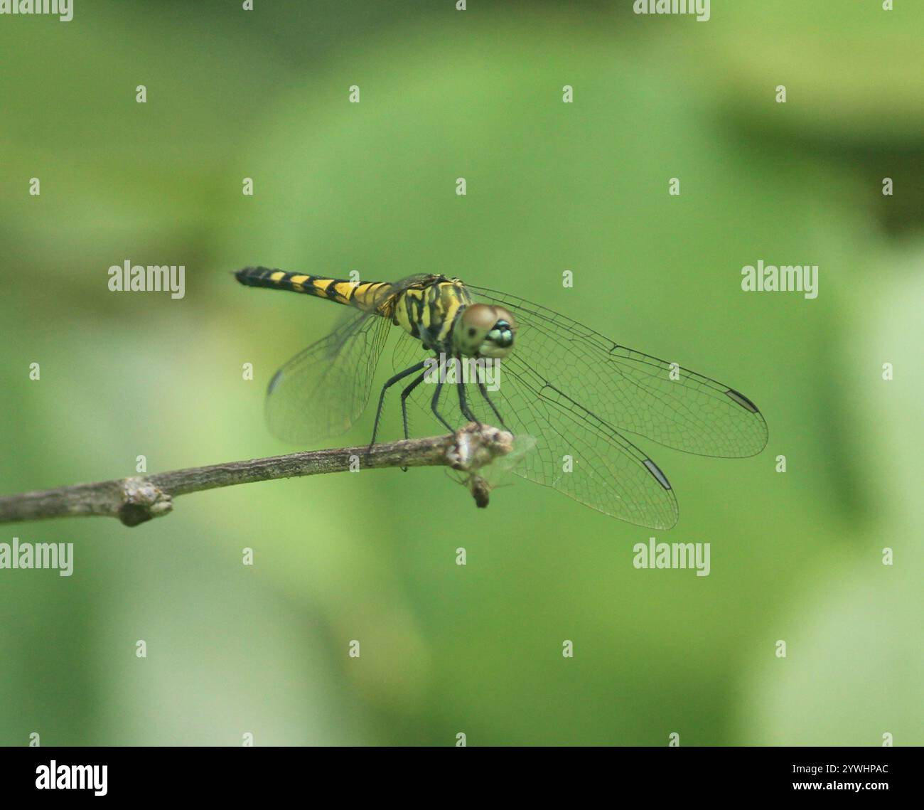 Little Blue Marsh Hawk (Brachydiplax sobrina Stock Photo - Alamy