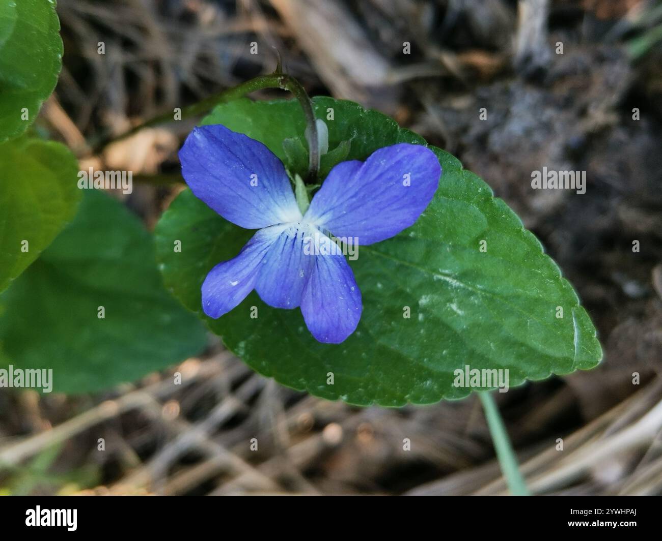 Heath Dog-Violet (Viola canina Stock Photo - Alamy