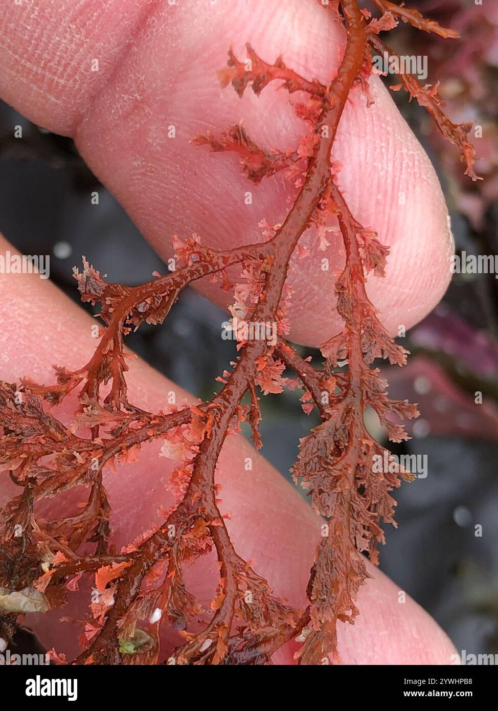 Microcladia hi-res stock photography and images - Alamy