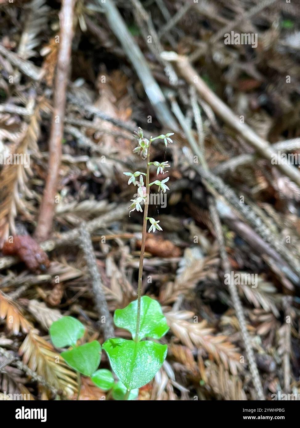 Heartleaf Twayblade (Neottia cordata Stock Photo - Alamy