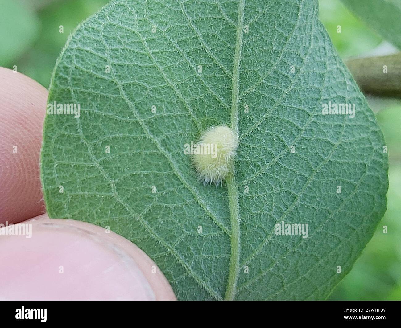 Gall and Rust Mites (Eriophyidae Stock Photo - Alamy