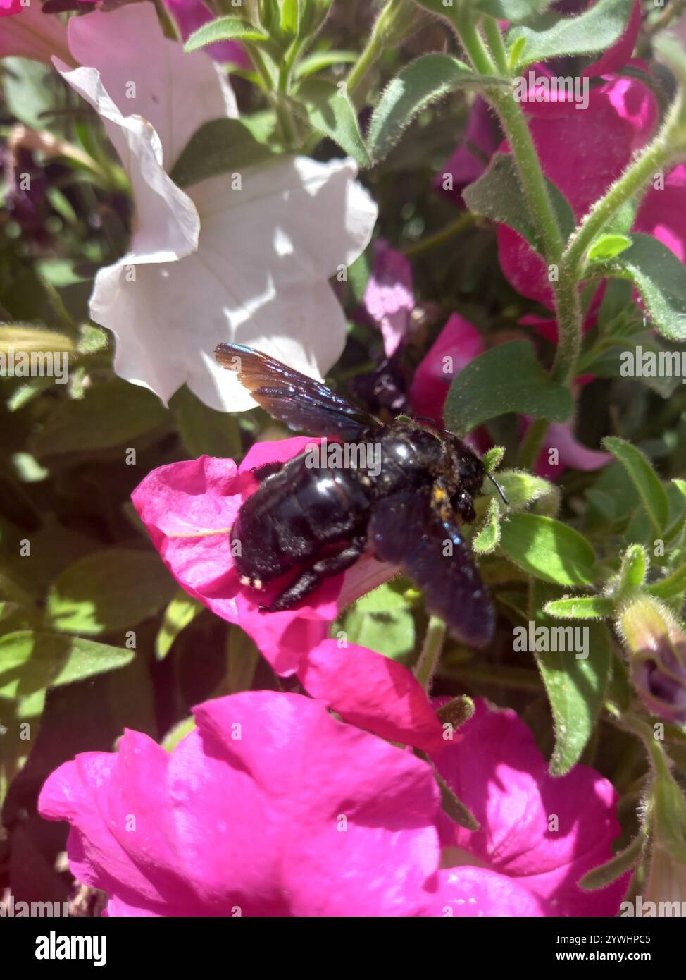 Violet Carpenter Bee (Xylocopa violacea Stock Photo - Alamy