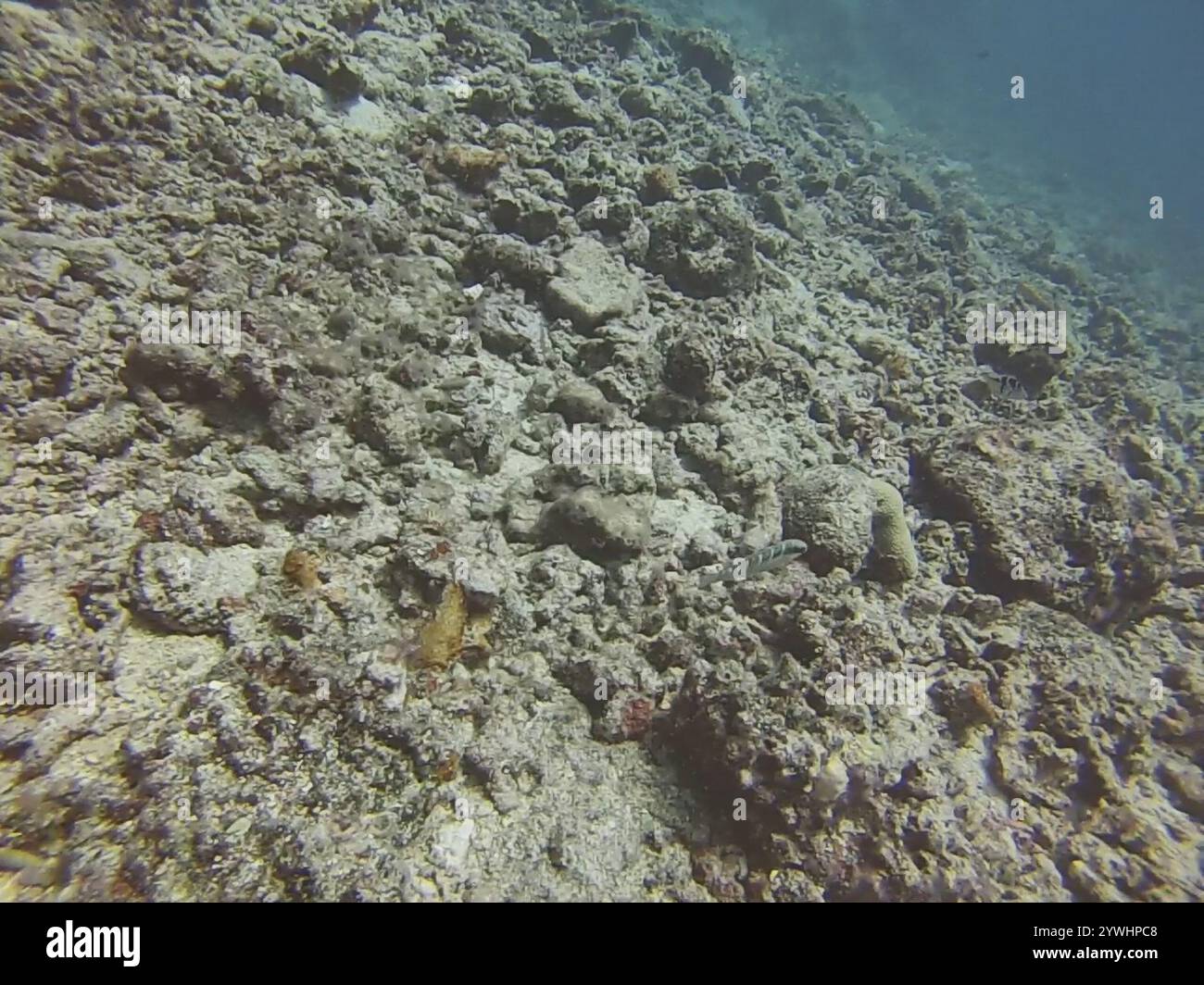 Ray-finned Fishes (Actinopterygii Stock Photo - Alamy